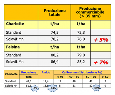 Migliorare il calibro e la qualità dei tuberi con SOLAVIT Mn