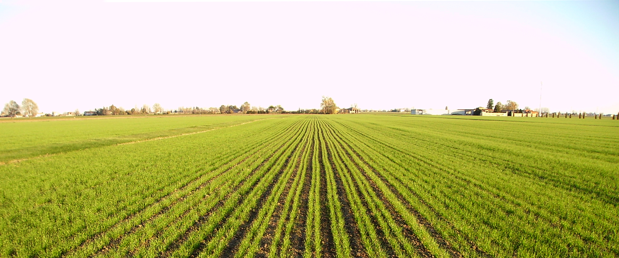 Boost vegetative growth and overcome environmental stress with Fylloton ...