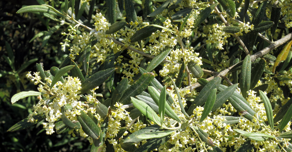 Concime per olivo: come ridurre la cascola ed aumentare le rese - Biolchim