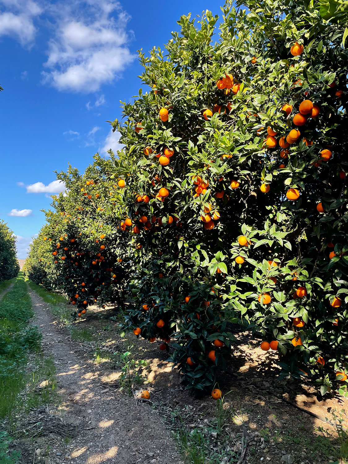 Post-Harvest Fertilization: The Strategy That Improves Yield - Biolchim