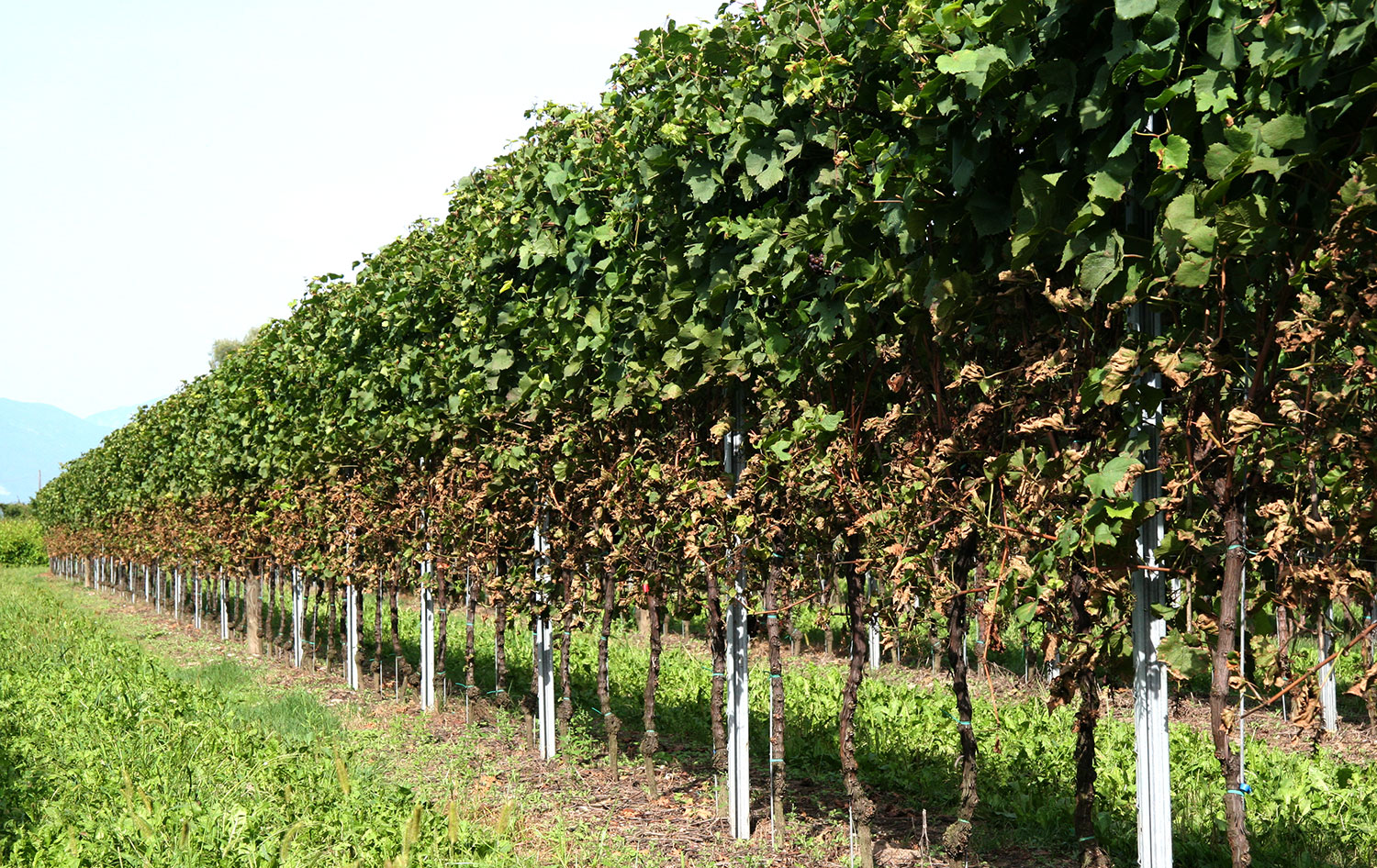 Post-Harvest Fertilization: The Strategy That Improves Yield - Biolchim